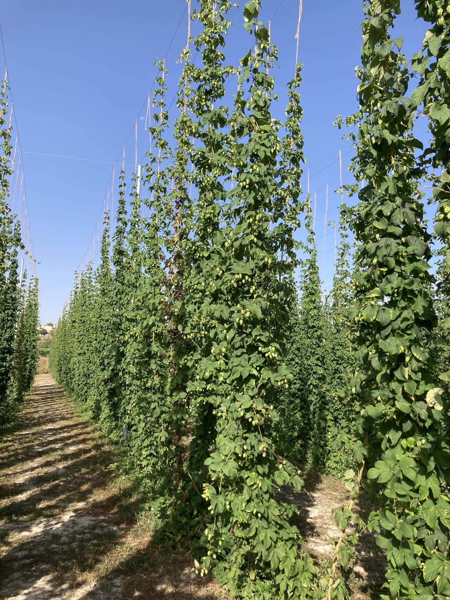 El lúpulo, Humulus lupulus, el espíritu amargo de la cerveza - Portada ...
