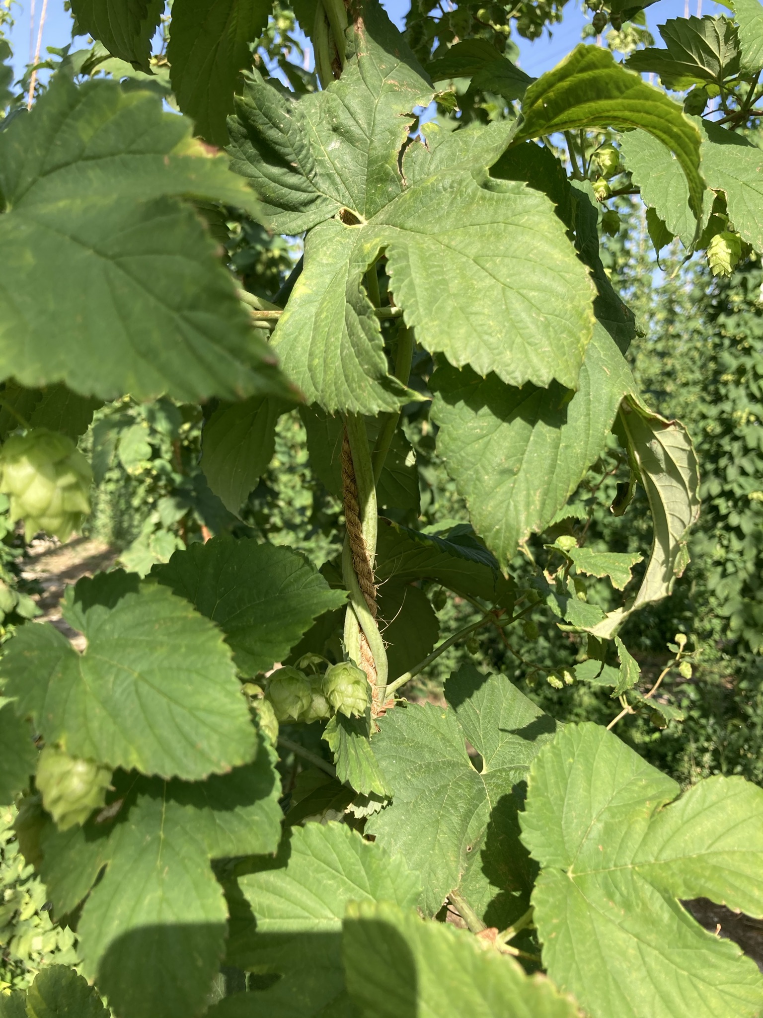 El lúpulo, Humulus lupulus, el espíritu amargo de la cerveza - Portada ...